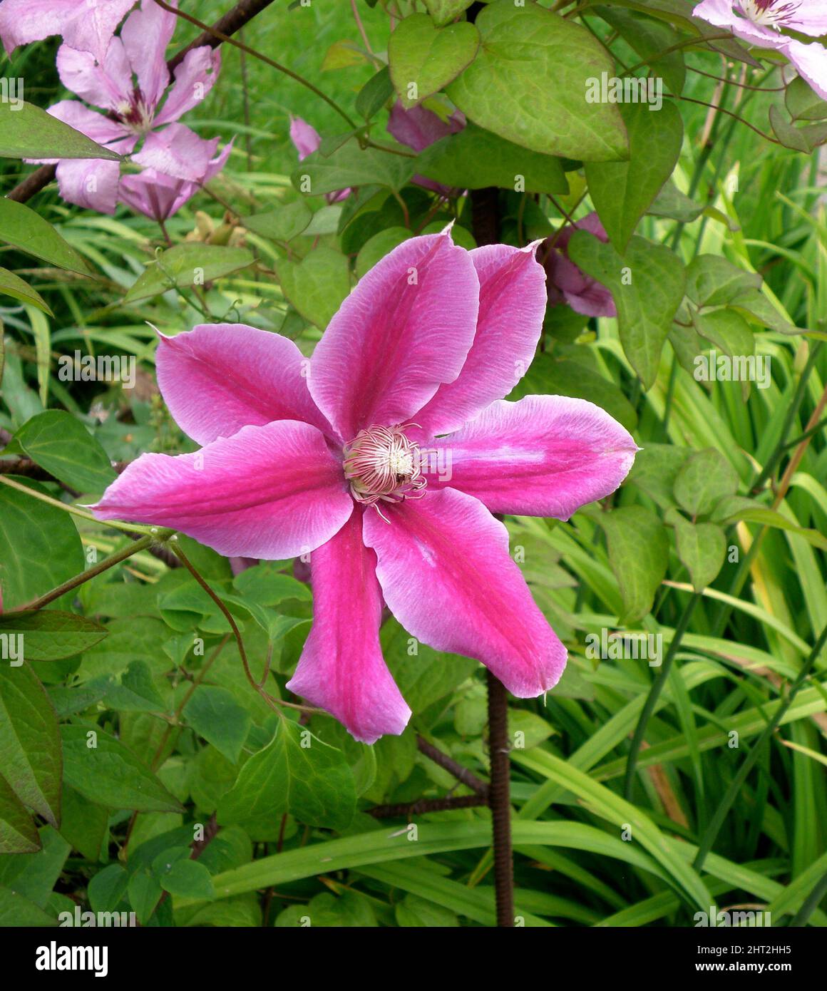 Clematis 'Doctor Ruppel' Stock Photo - Alamy