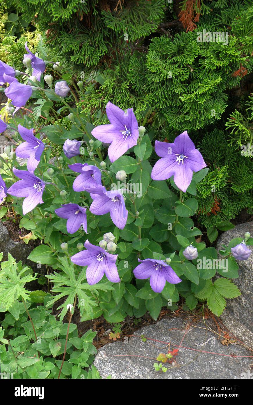 Platycodon flowers hi-res stock photography and images - Alamy