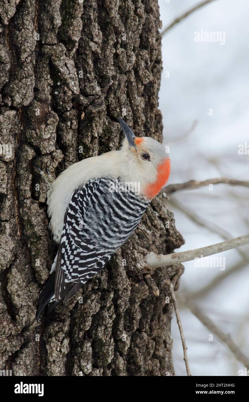 Red-bellied Woodpecker, Melanerpes carolinus, female Stock Photo - Alamy