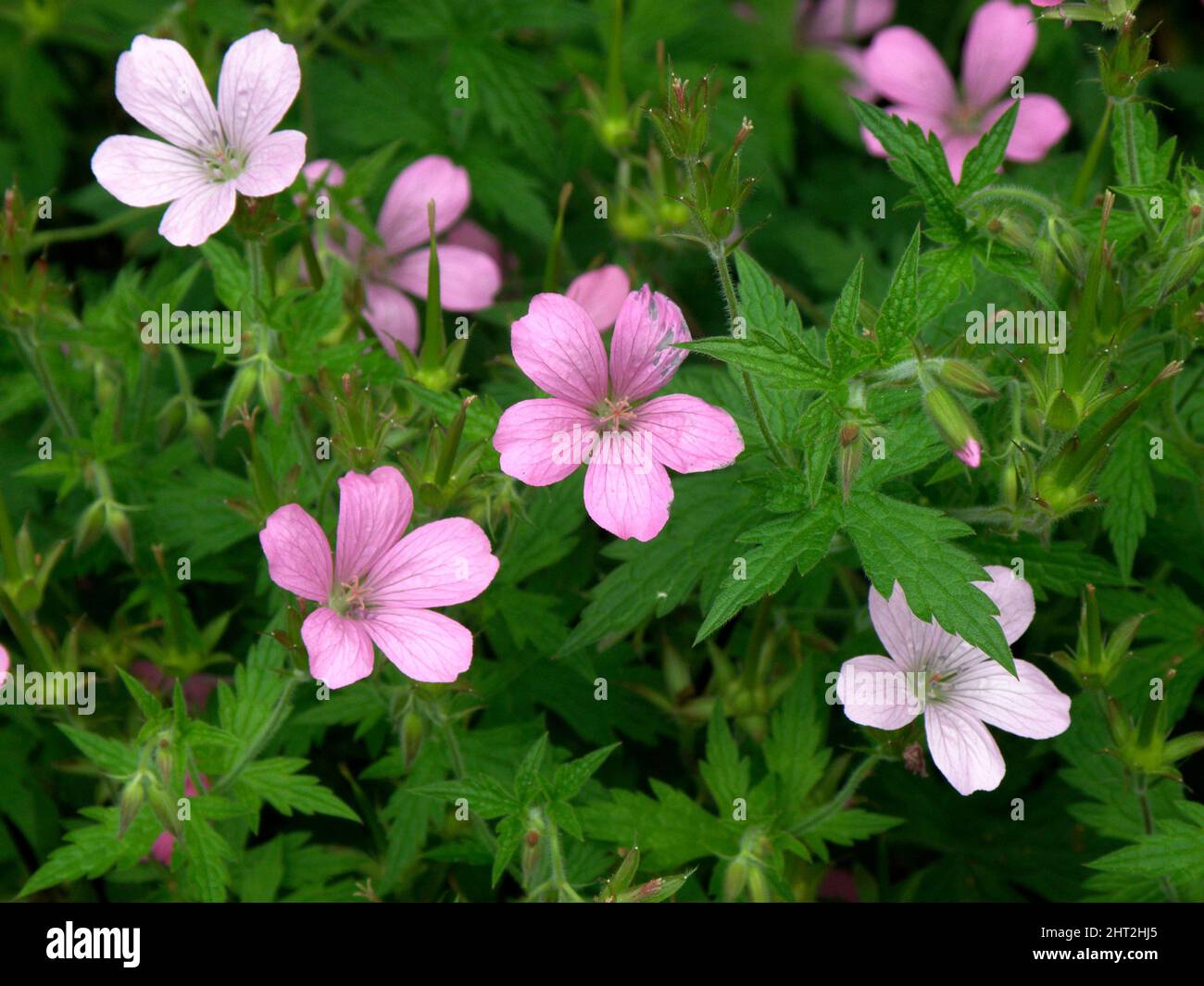 Spanish rose hi-res stock photography and images - Alamy