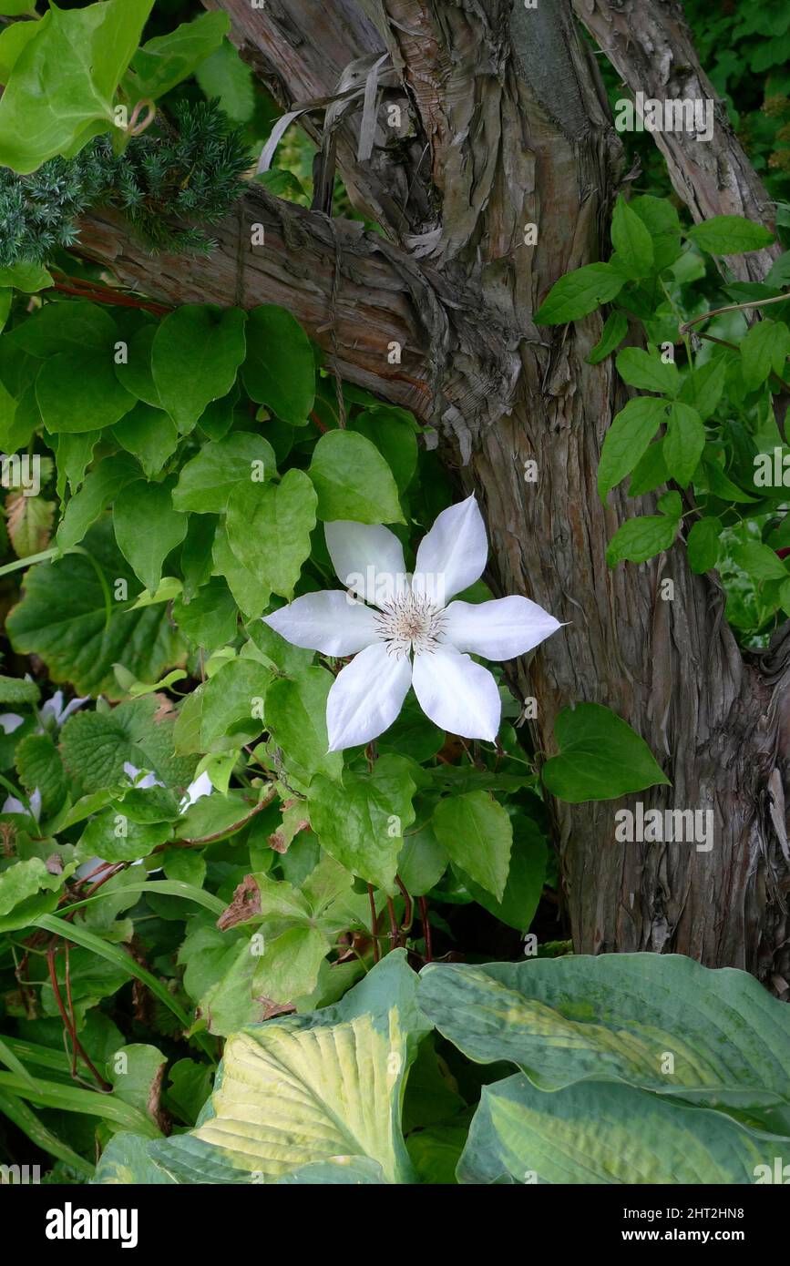 Valge daam hi-res stock photography and images - Alamy