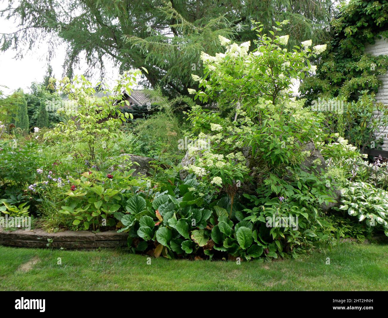 Hydrangea tree hi-res stock photography and images - Alamy