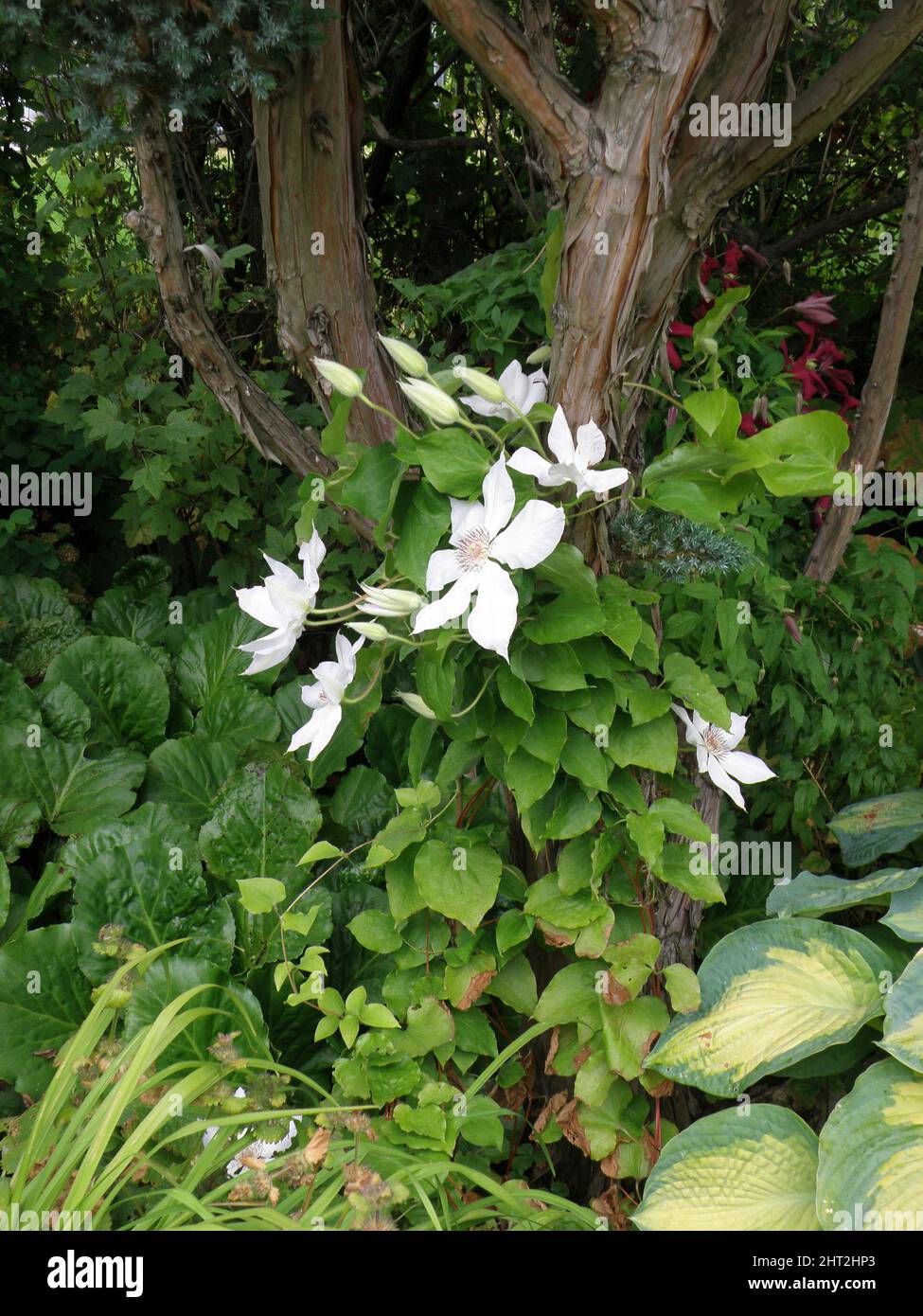 Valge daam hi-res stock photography and images - Alamy