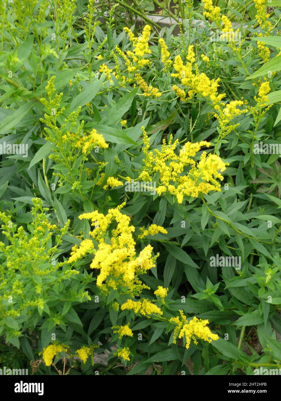 Autumn golden rice Stock Photo - Alamy