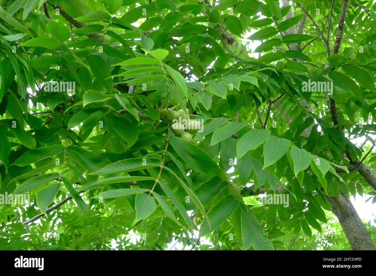 Manchurian Walnut tree 'Juglands Mandshurica' Stock Photo - Alamy