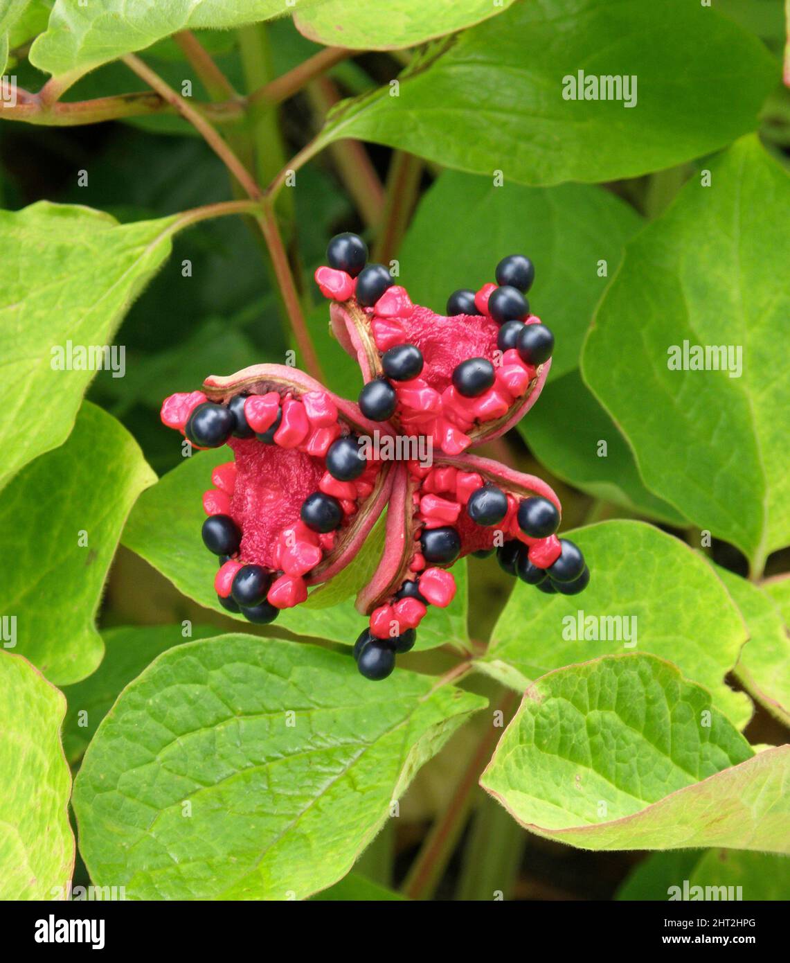 Peony seed capsule of lacquer peony Stock Photo - Alamy