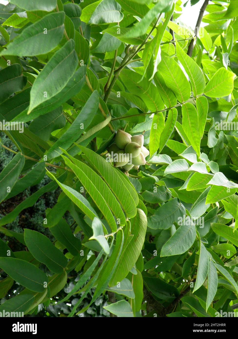 Manchurian Walnut tree 'Juglands Mandshurica' Stock Photo - Alamy