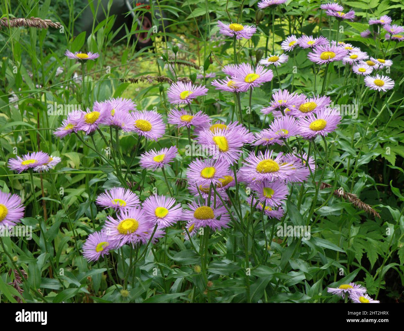 Pink perenn 'Skonbinka' Stock Photo - Alamy