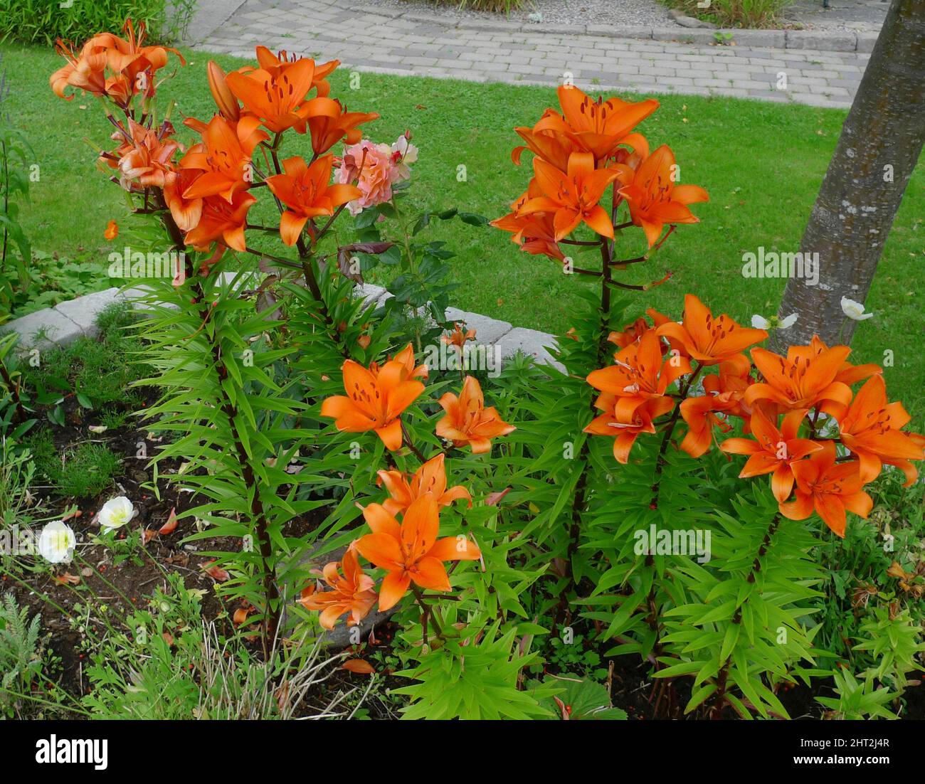 Lilja blomma hi-res stock photography and images - Alamy