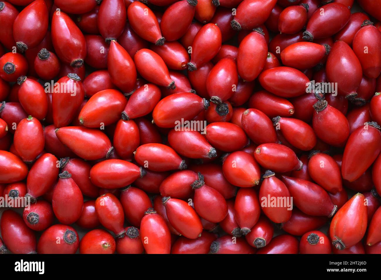 Rose fruit, rose hips, Pometum, ripe red berries, a source of vitamin B ...