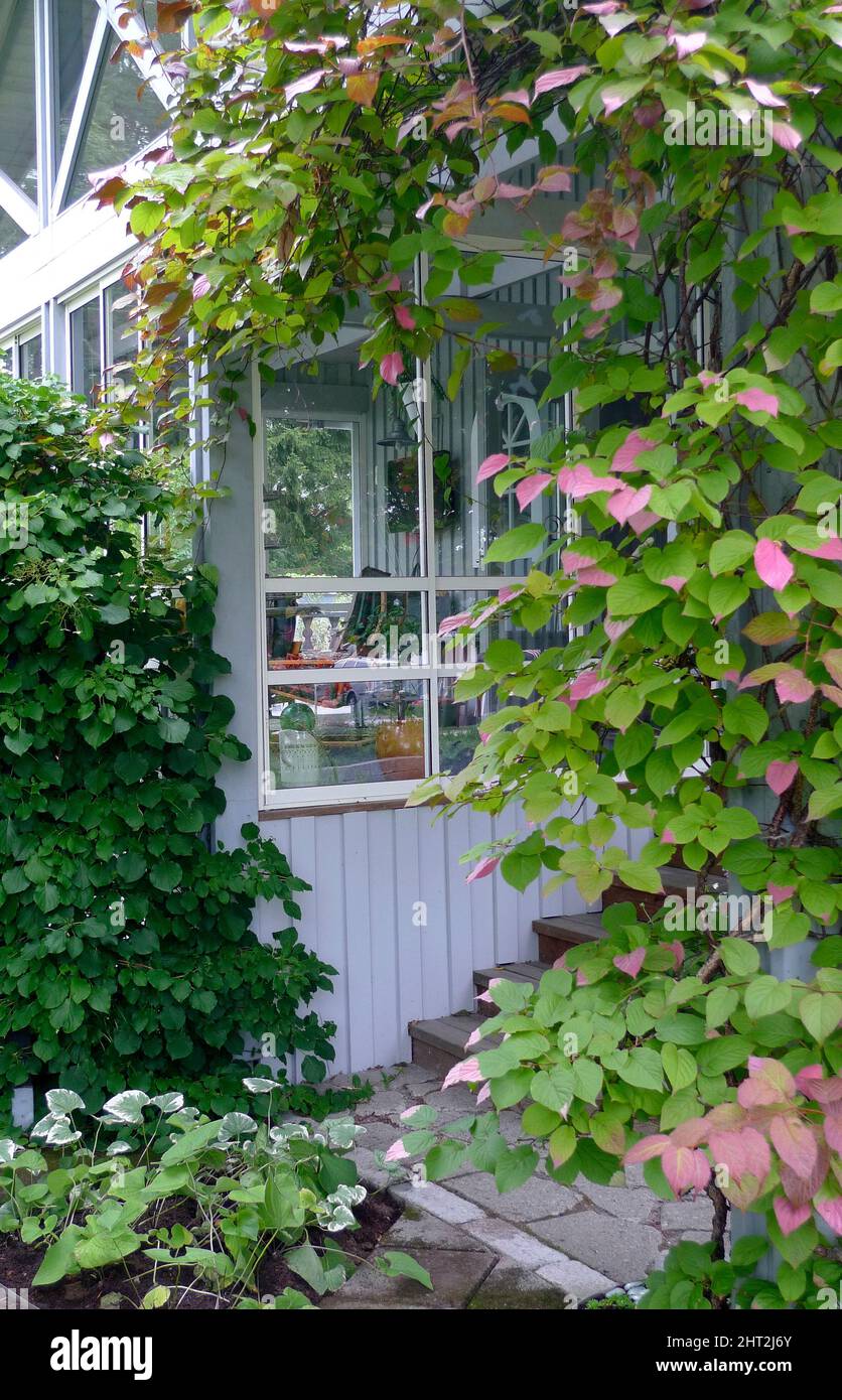 Chameleon bush by house Stock Photo - Alamy