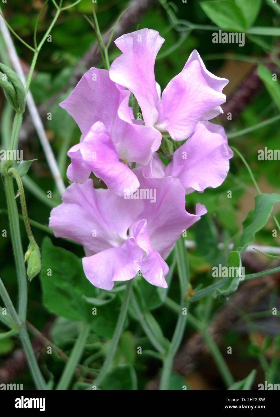 Twilight flower hi-res stock photography and images - Alamy