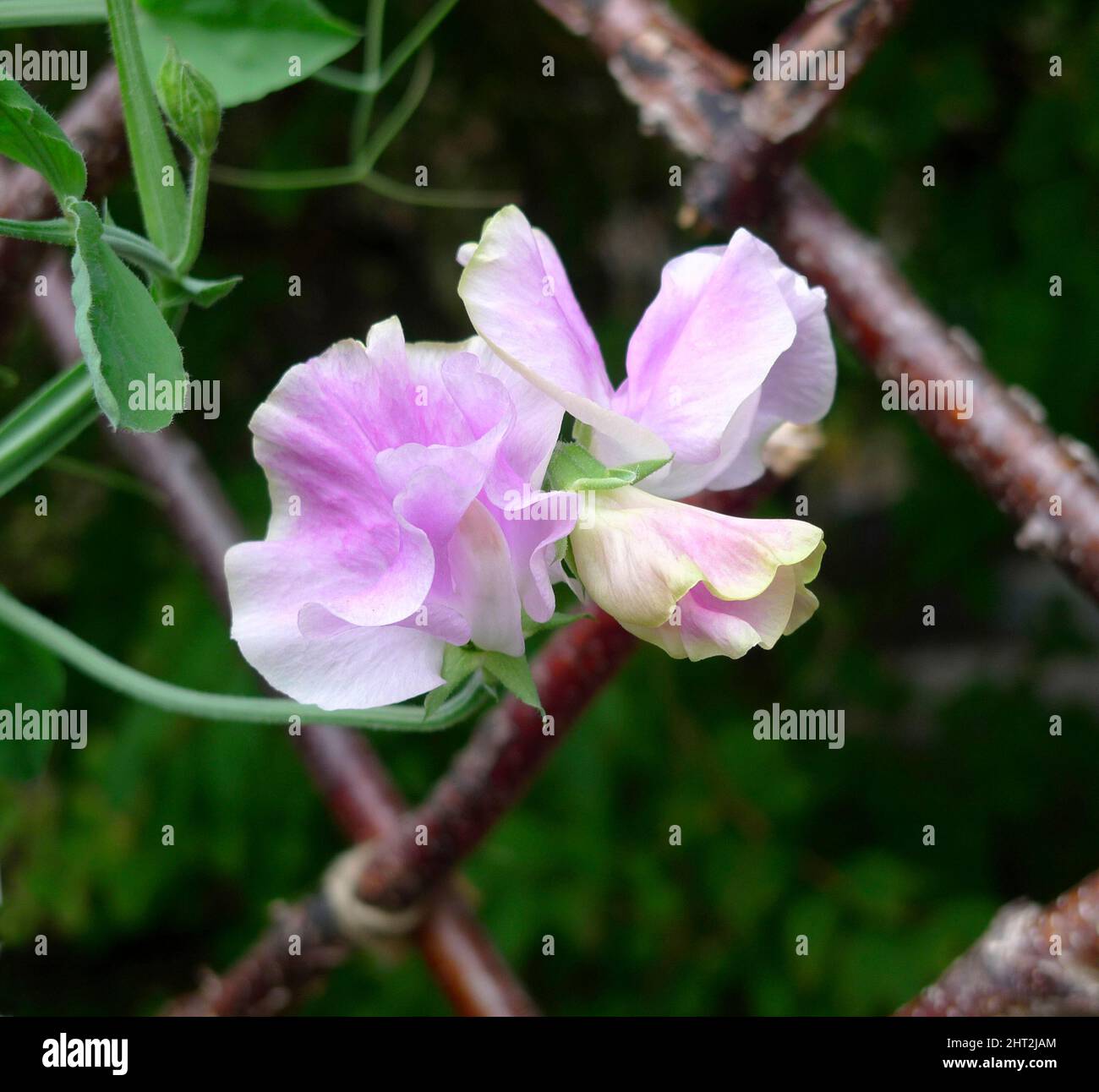Sweet pea Twilight by birch trellis Stock Photo - Alamy
