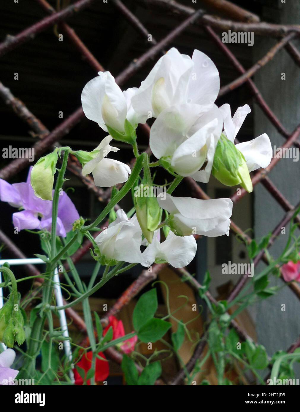 Birch trellis hi-res stock photography and images - Alamy