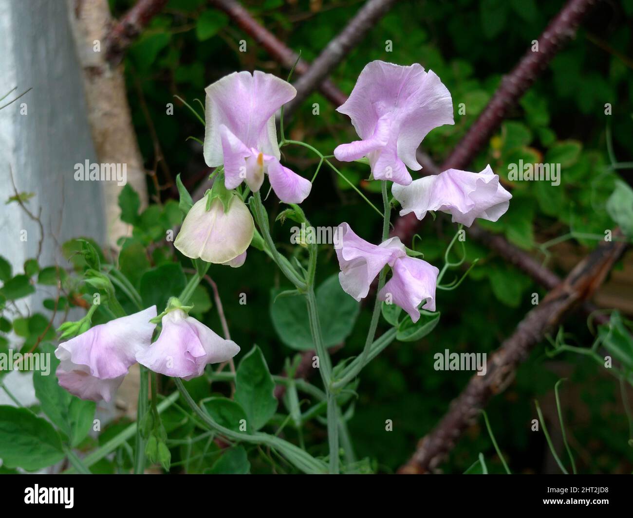 Birch trellis hi-res stock photography and images - Alamy