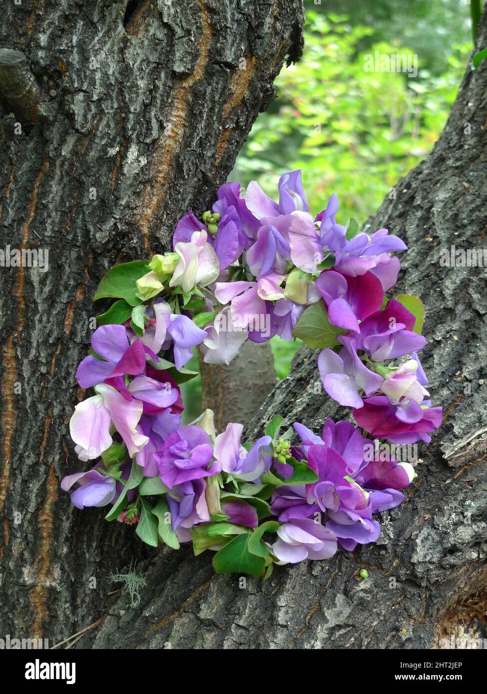 Wreath of sweet peas Stock Photo - Alamy