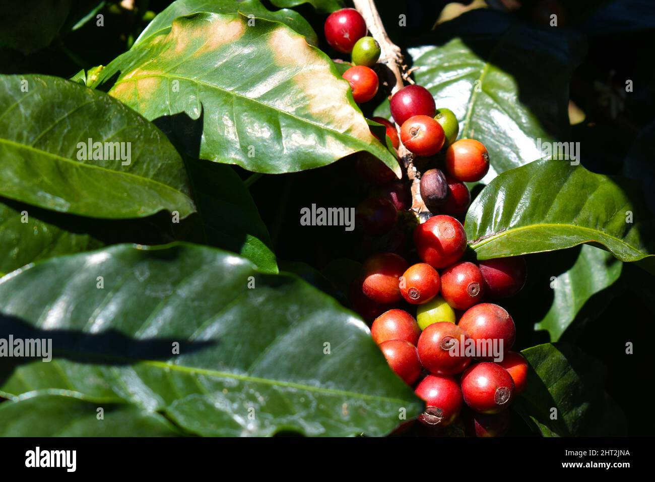 Red coffee beans on a coffee tree branch, fresh coffee, Latin America ...