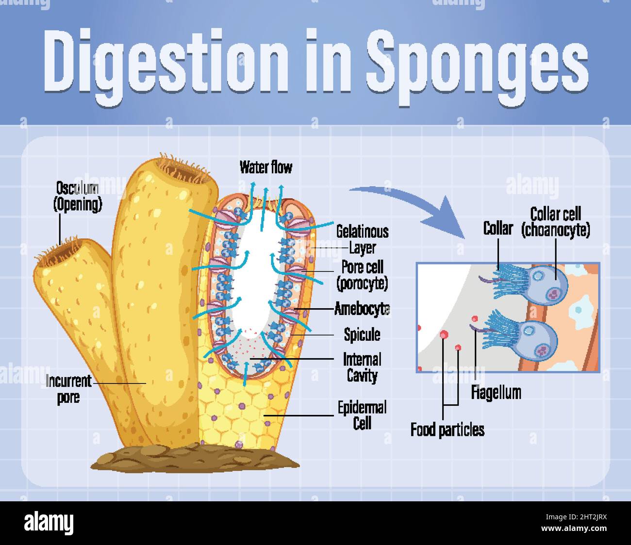 Sponges Complete Or Incomplete Digestive System At Robin Bradley Blog