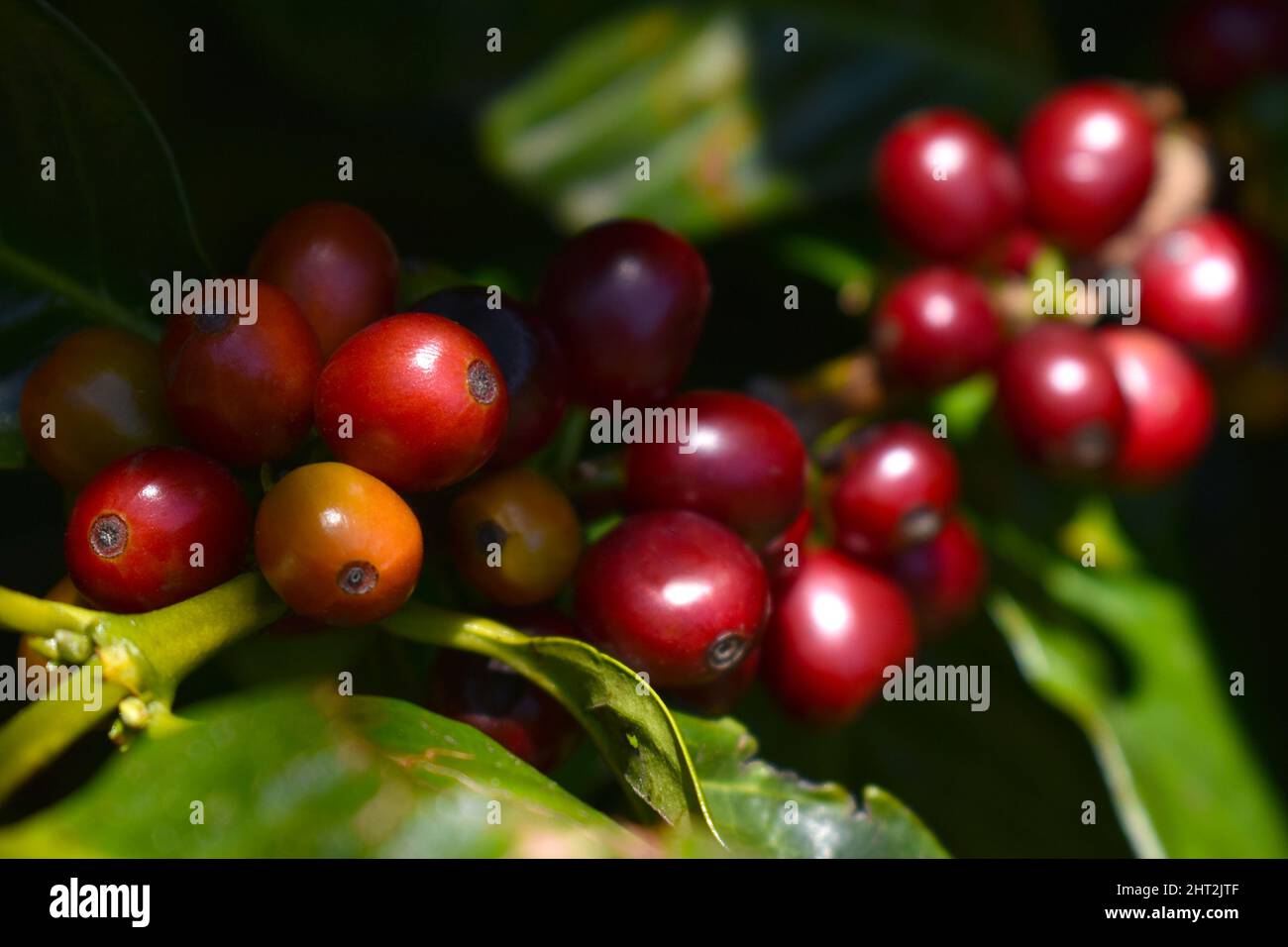 Red coffee beans on a coffee tree branch, fresh coffee, Latin America ...