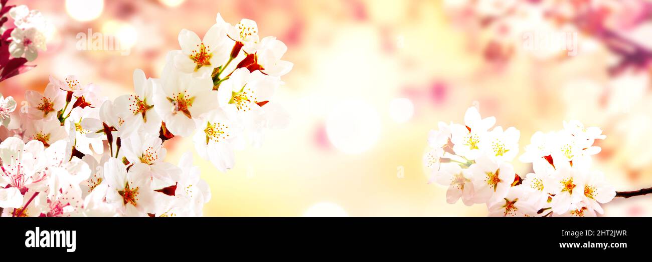 Beautiful nature scene with blooming flowers tree Stock Photo - Alamy
