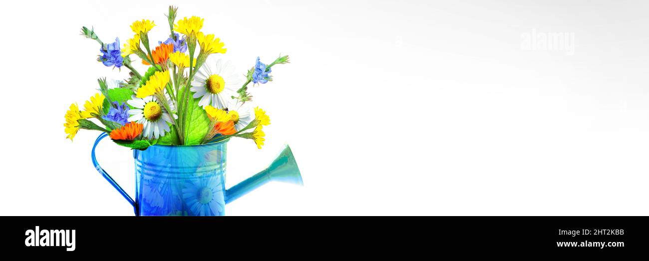 Spring flowers in watering can. Gardening tools and equipment Stock ...