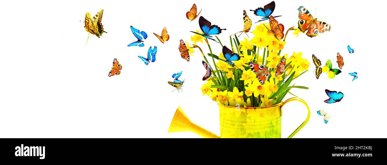 Spring flowers in watering can. Gardening tools and equipment Stock ...
