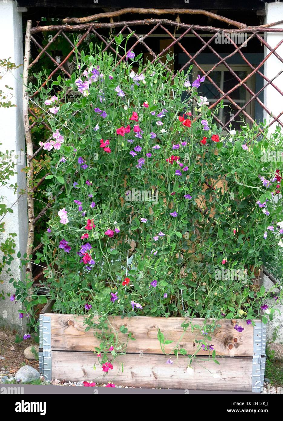 Sweet peas by birch trellis Stock Photo - Alamy