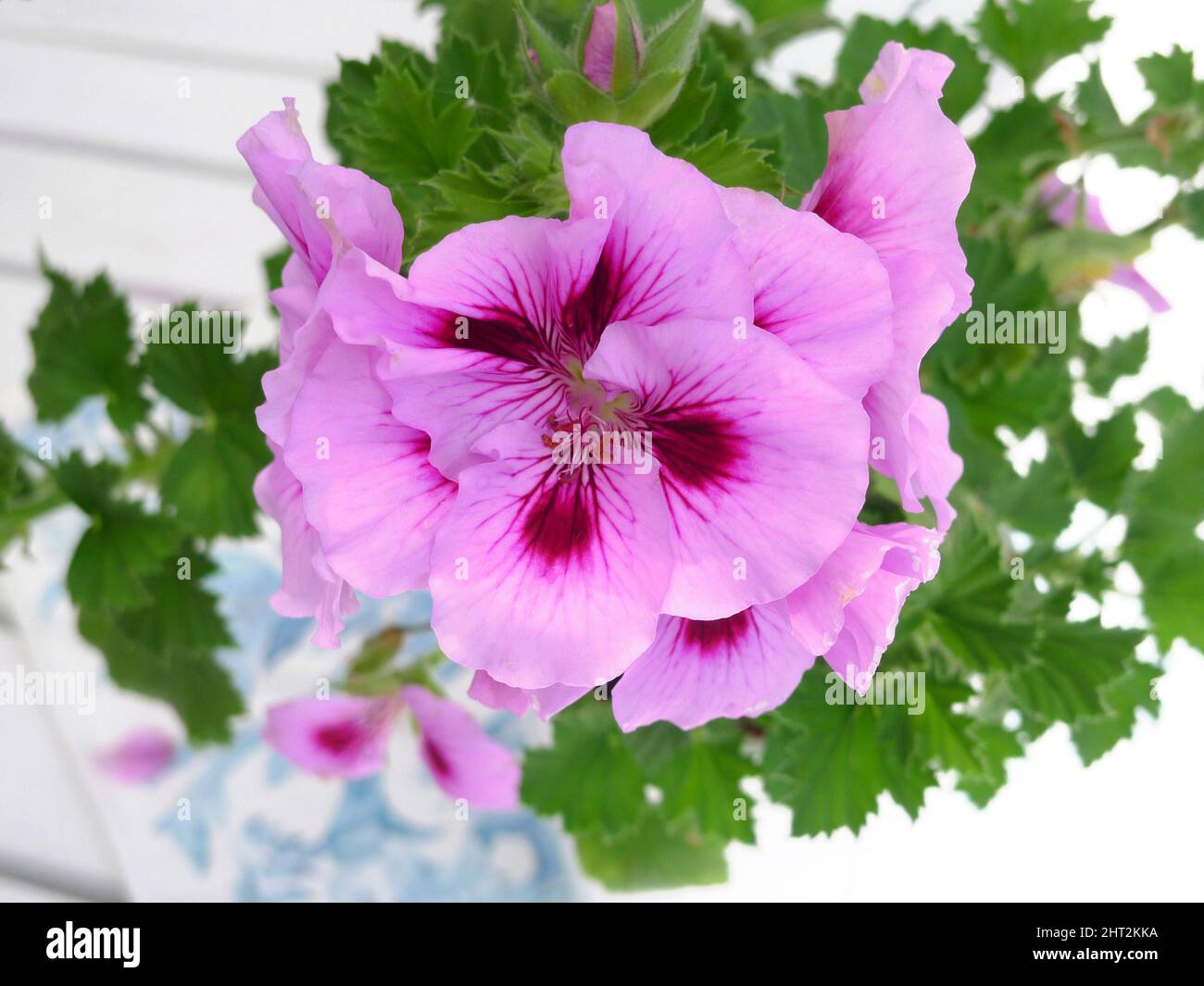 Pink zonal geranium in pot Stock Photo - Alamy