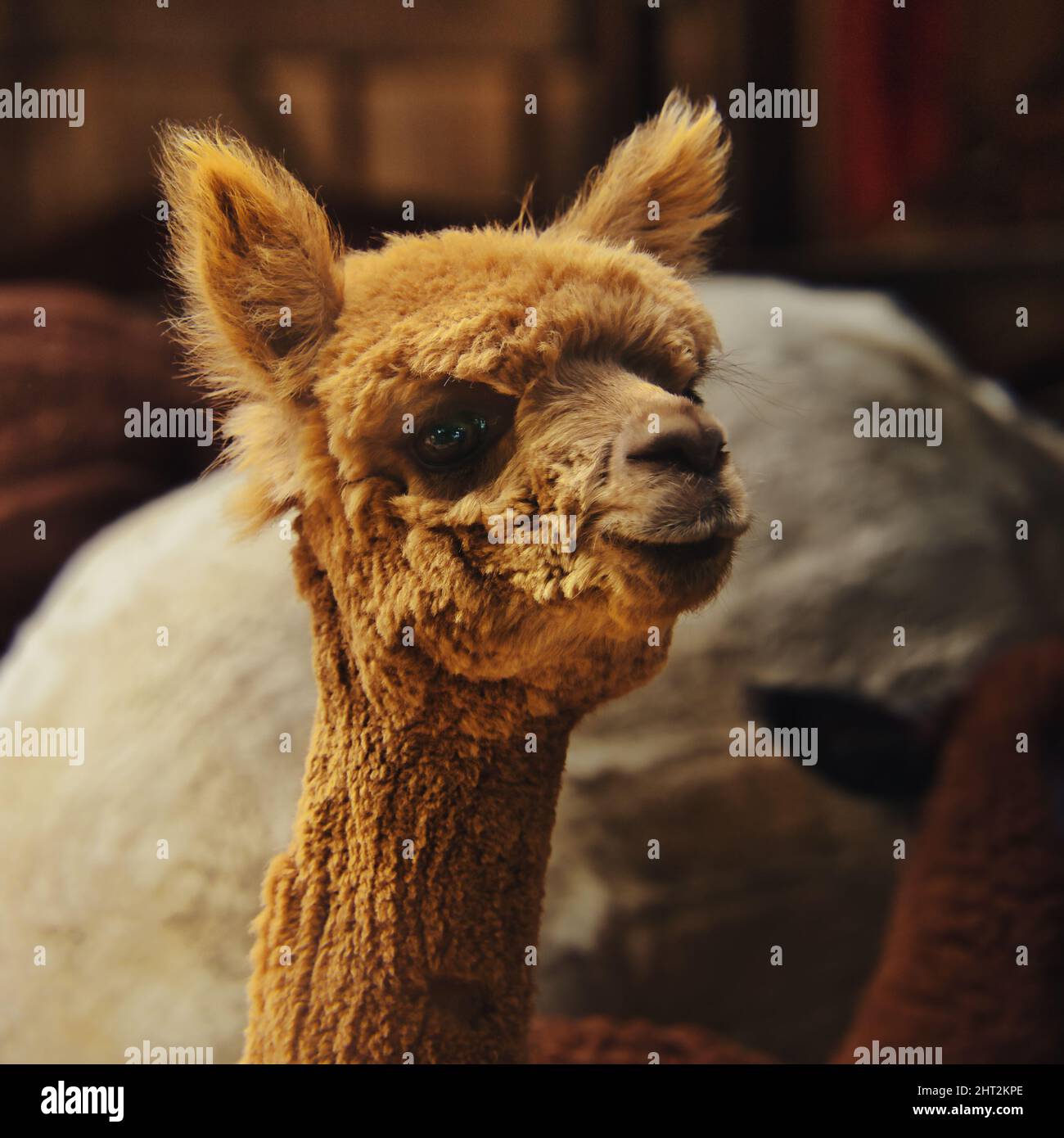 Closeup of a llama's head with blur background Stock Photo - Alamy