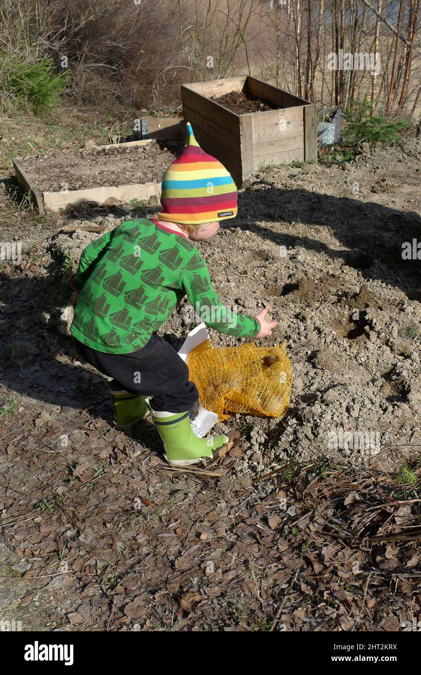 Child planting potatoes Stock Photo - Alamy