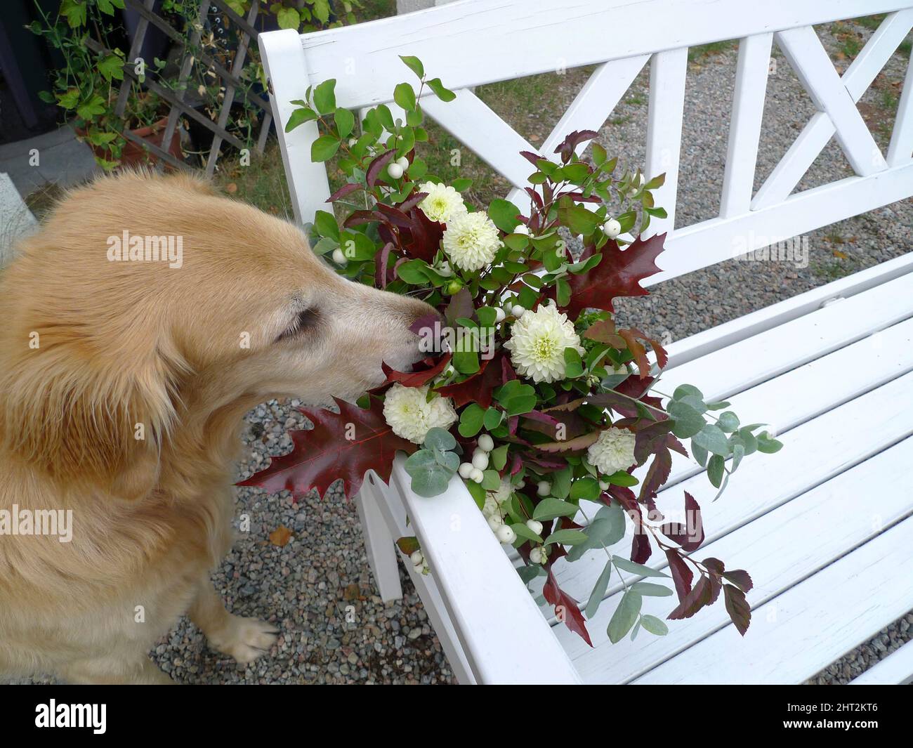 Retriever breeds hi-res stock photography and images - Alamy