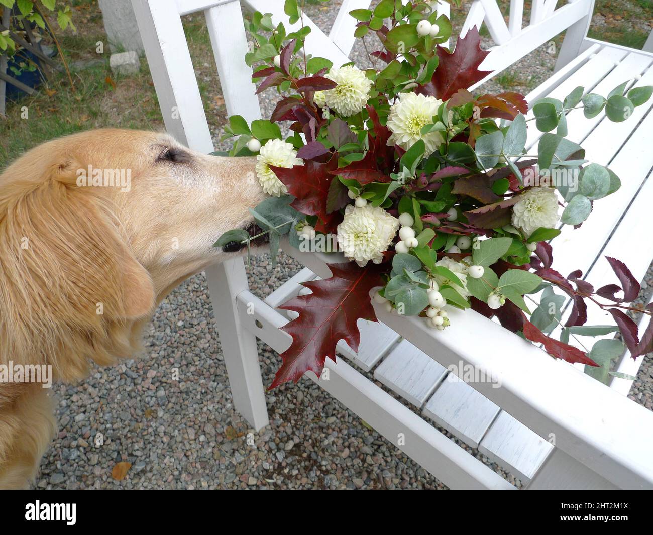 Retriever breeds hi-res stock photography and images - Alamy