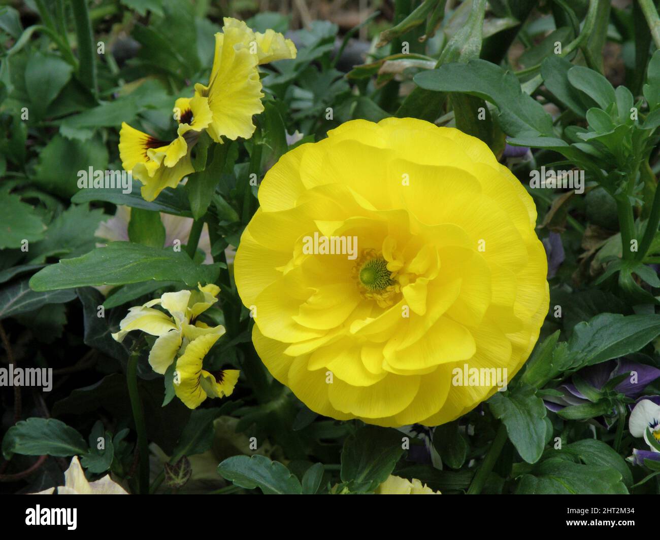Blomma hi-res stock photography and images - Alamy