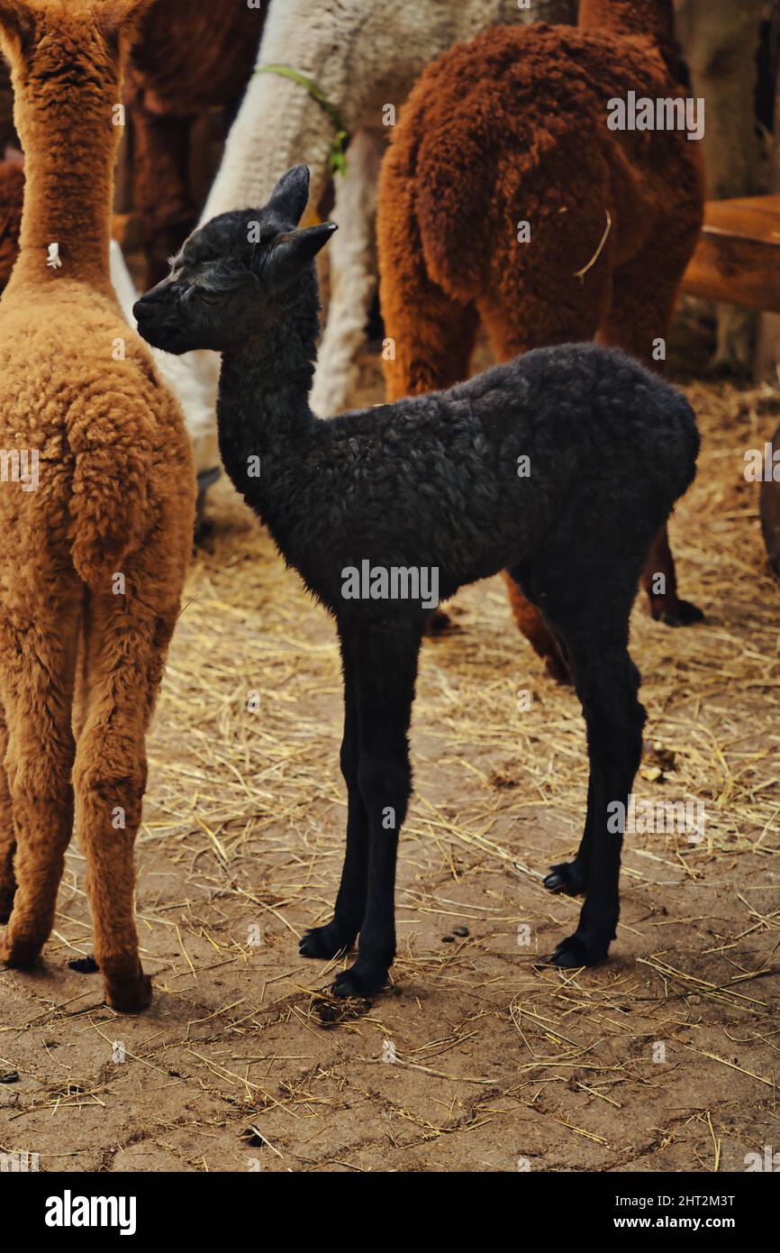 Black llama hi-res stock photography and images - Alamy