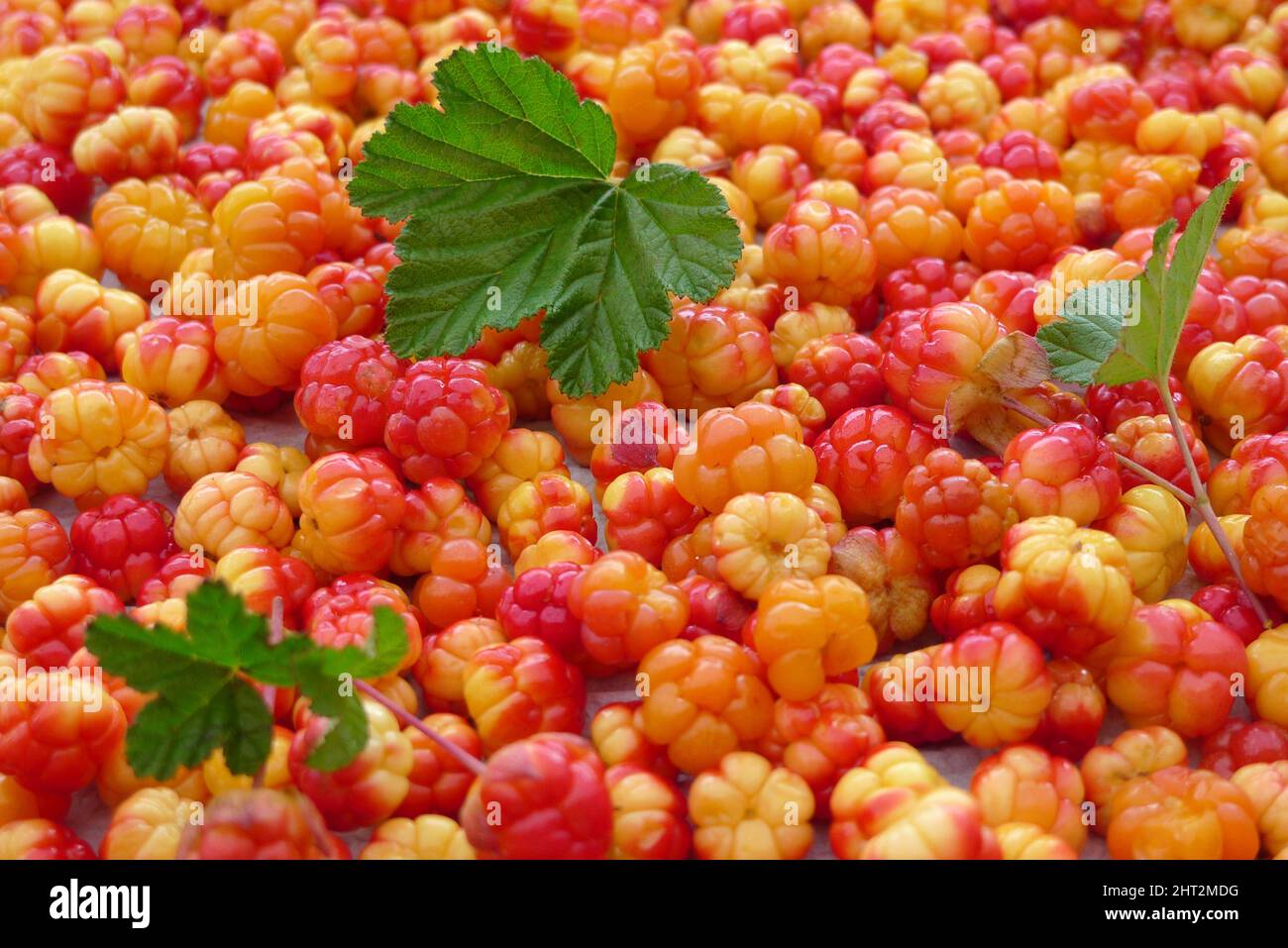 Cloudberry hi-res stock photography and images - Alamy