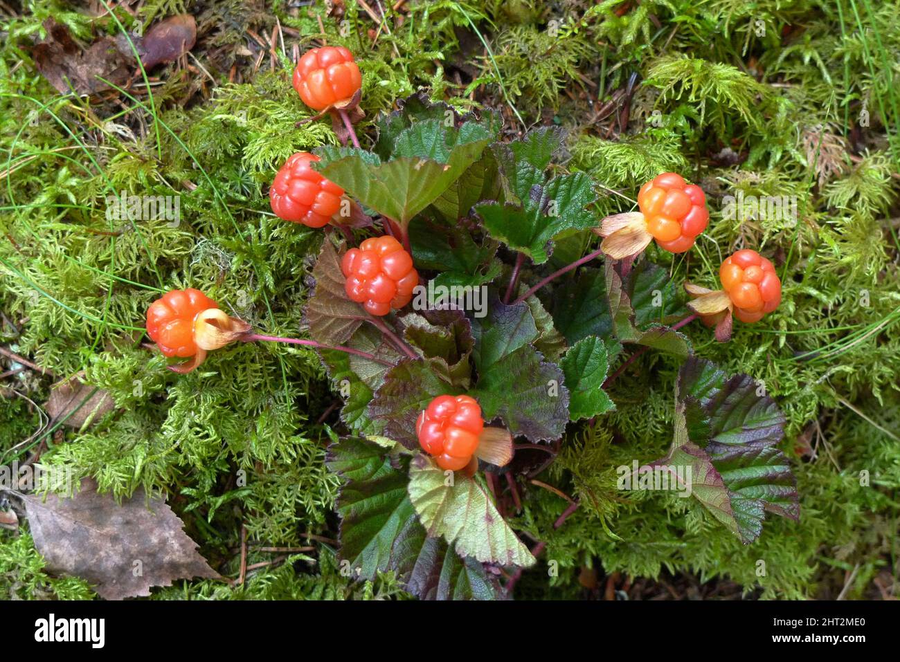 Cloudberry berries hi-res stock photography and images - Alamy