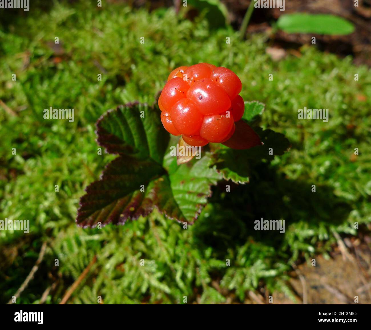 Red cloudberry hi-res stock photography and images - Alamy