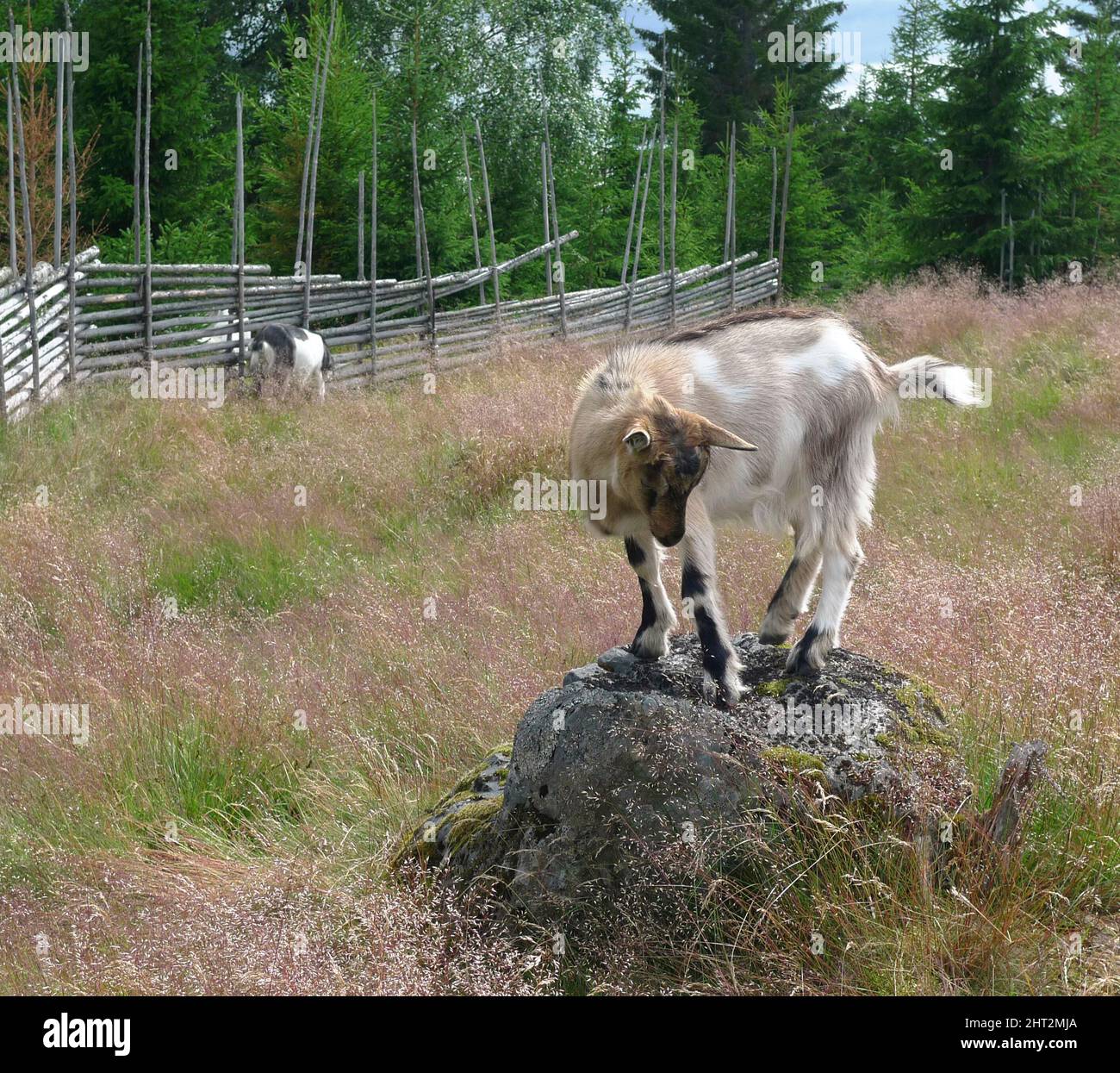 Goat on stone fence hi-res stock photography and images - Alamy