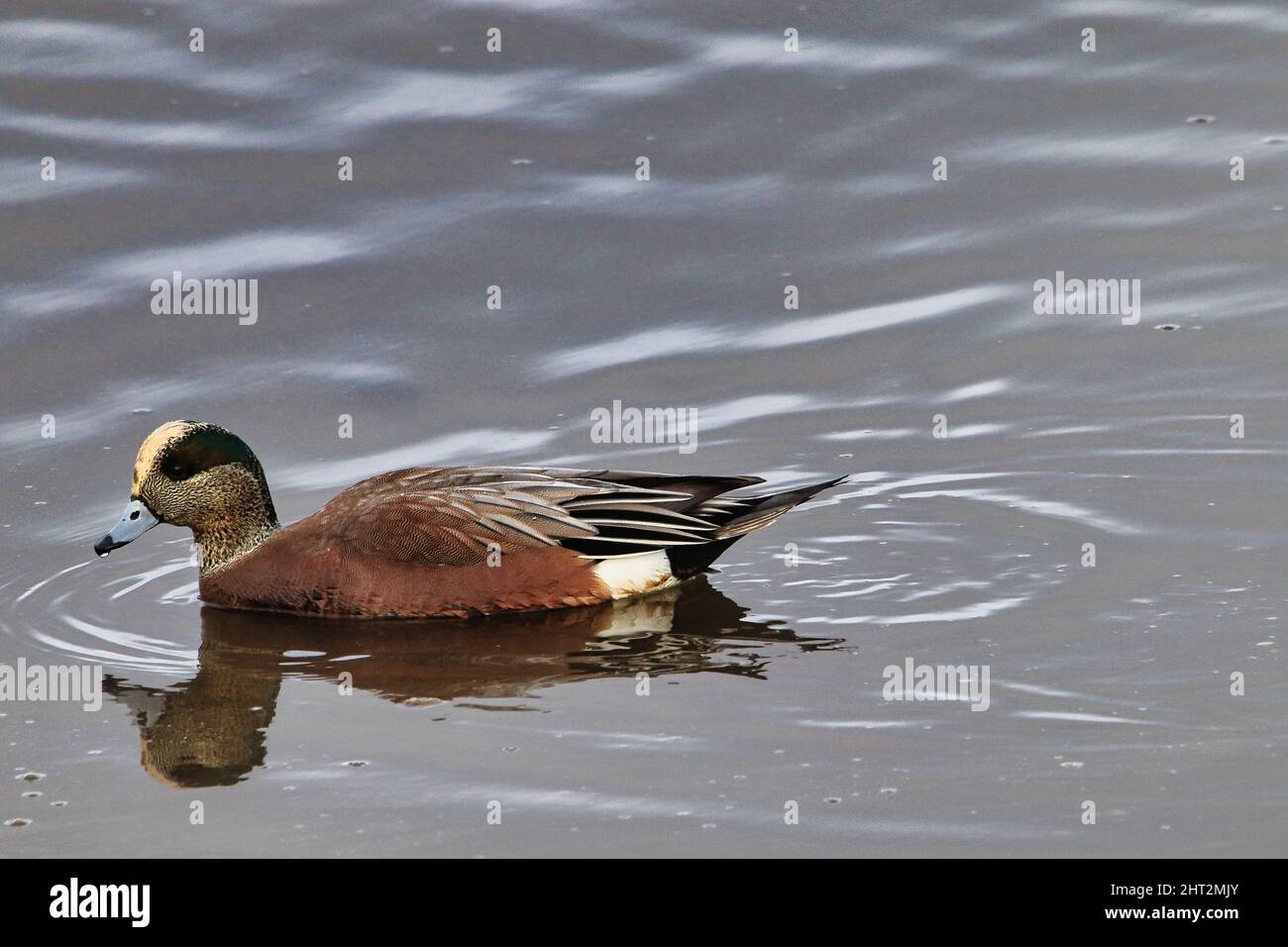 Eurasian wigeon bird floating in a ppond Stock Photo - Alamy