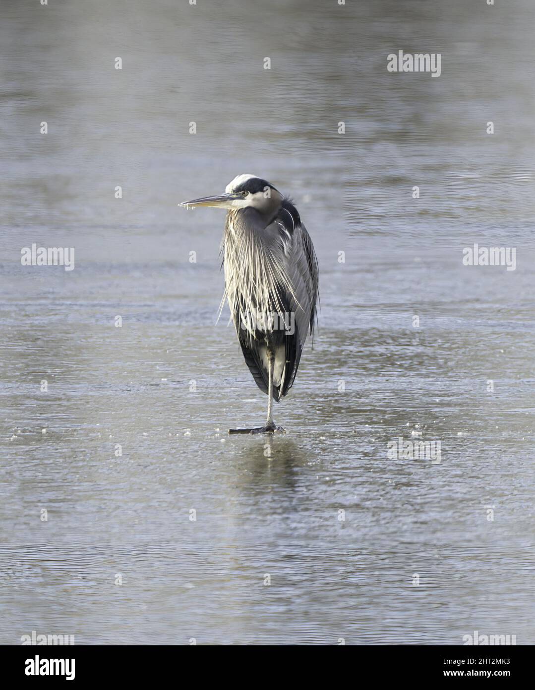 Shallow back shot of a great blue heron bird stands on one leg in a ...