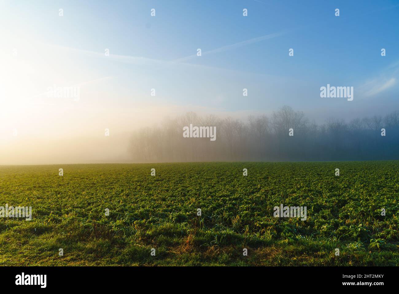 Beautiful landscape with a large green field and sun rays in the ...