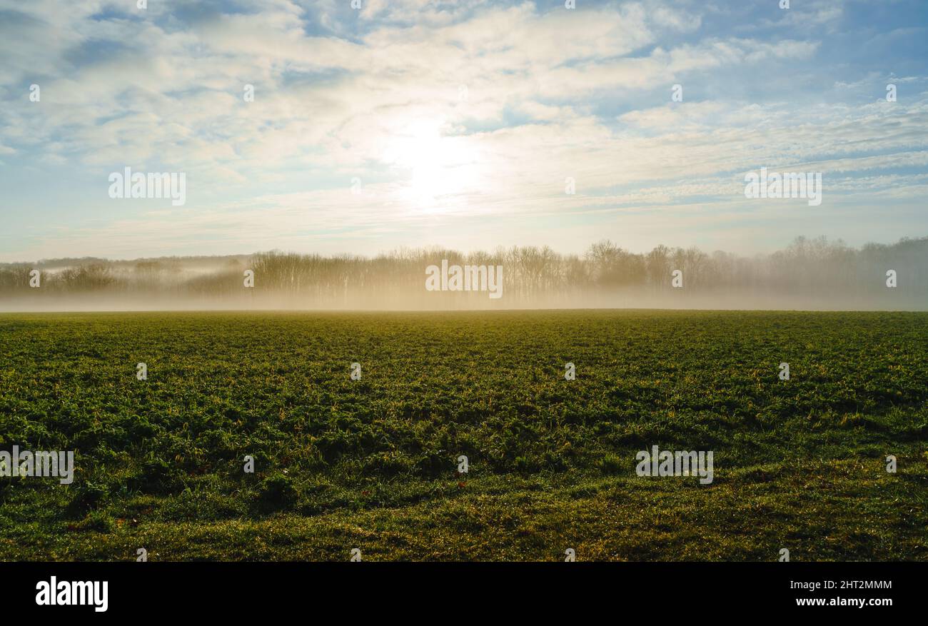 Beautiful landscape with a large green field and sun rays in the ...