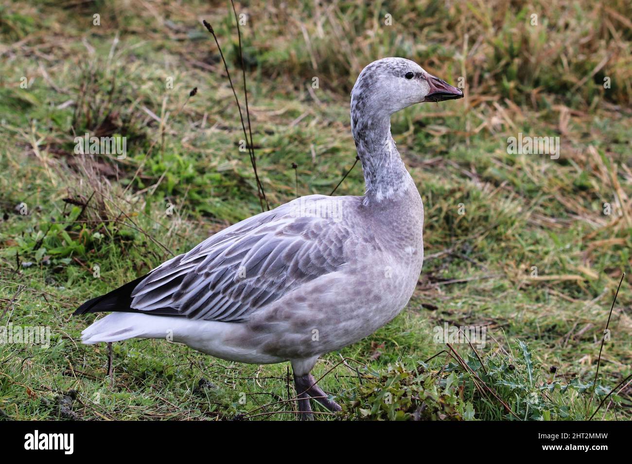 Spotted goose hi-res stock photography and images - Alamy
