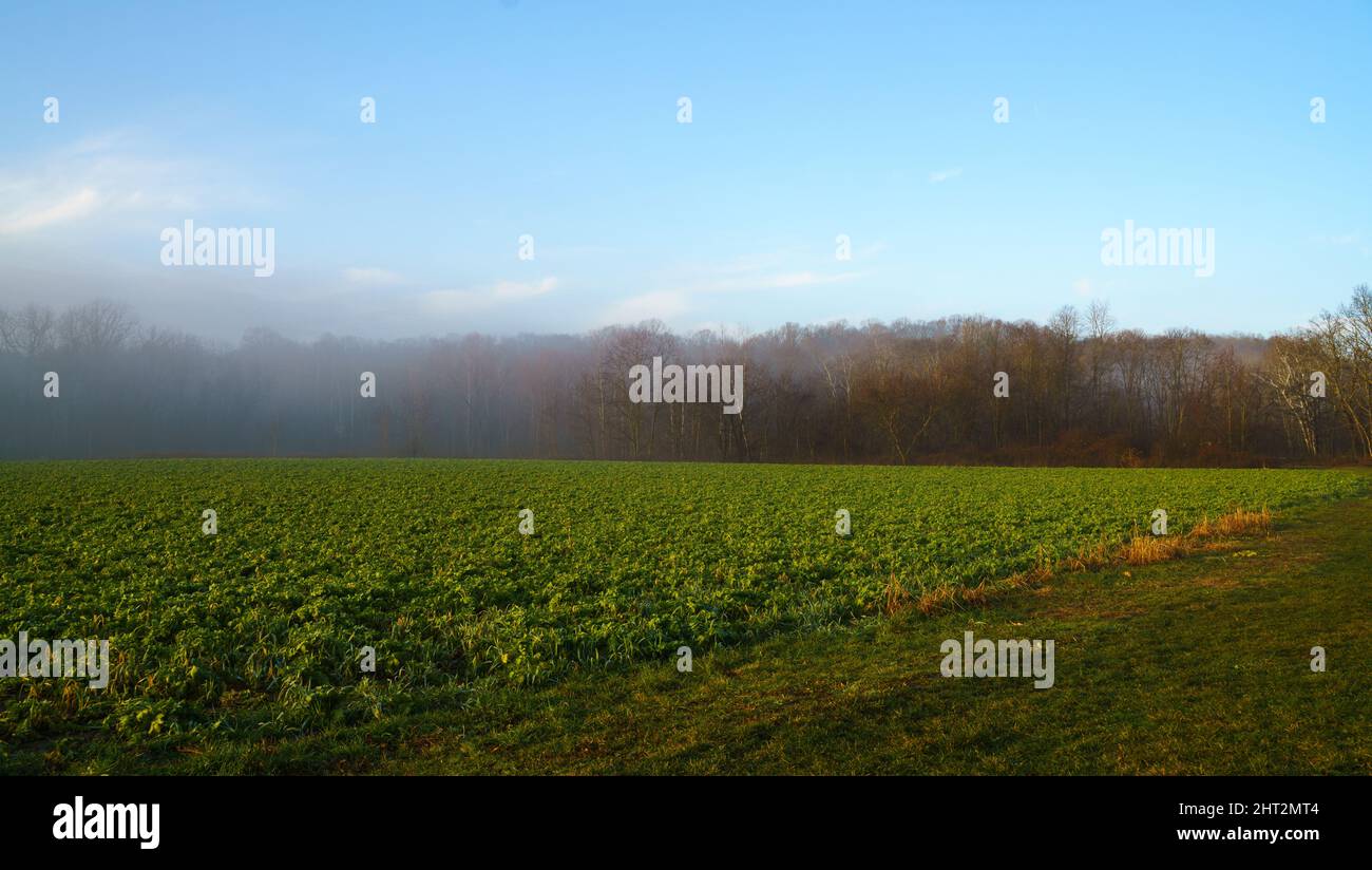Beautiful landscape with a large green field and sun rays in the ...