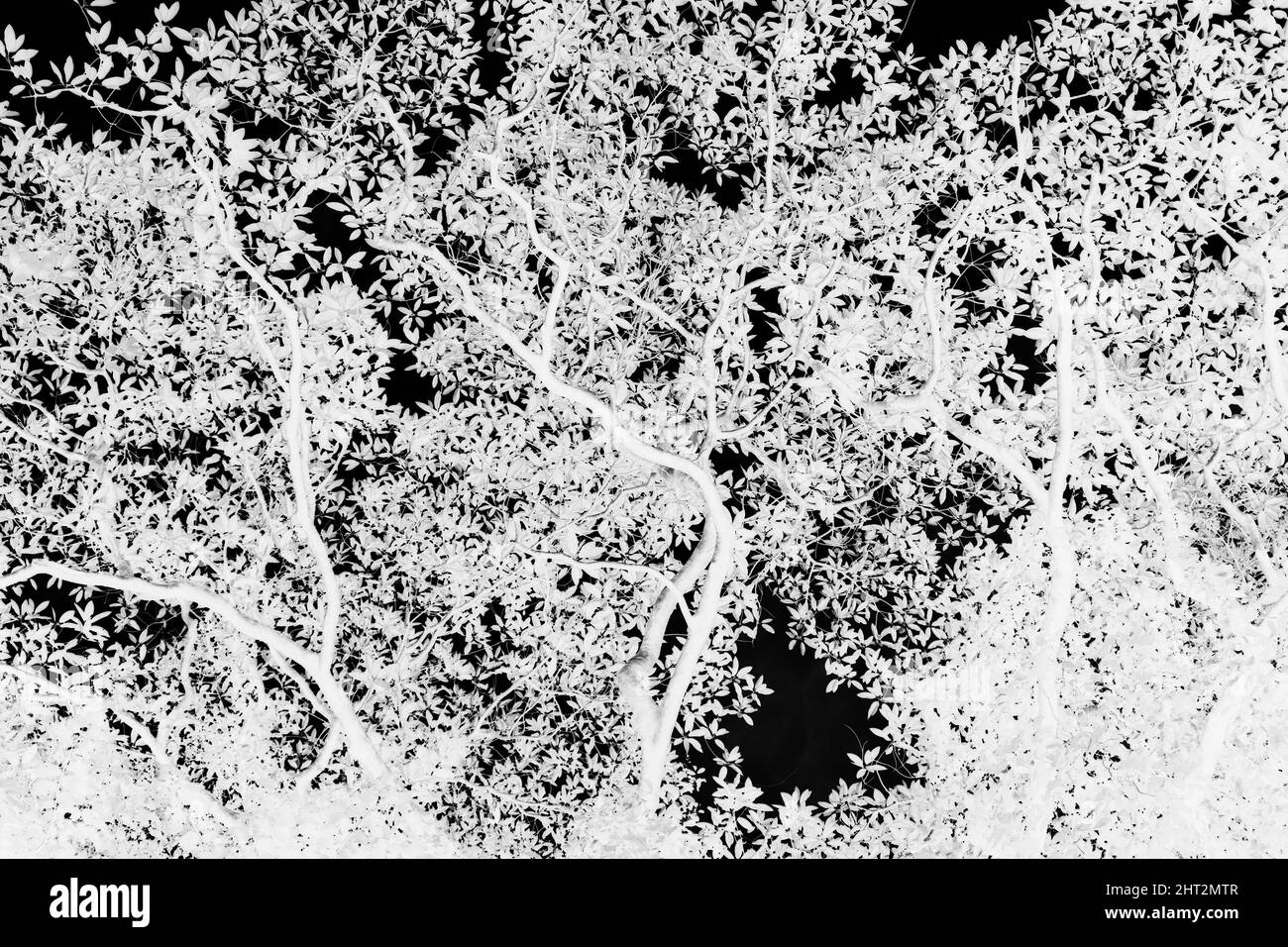 Abstract background, tree crown, branches and leaves, structure, black ...