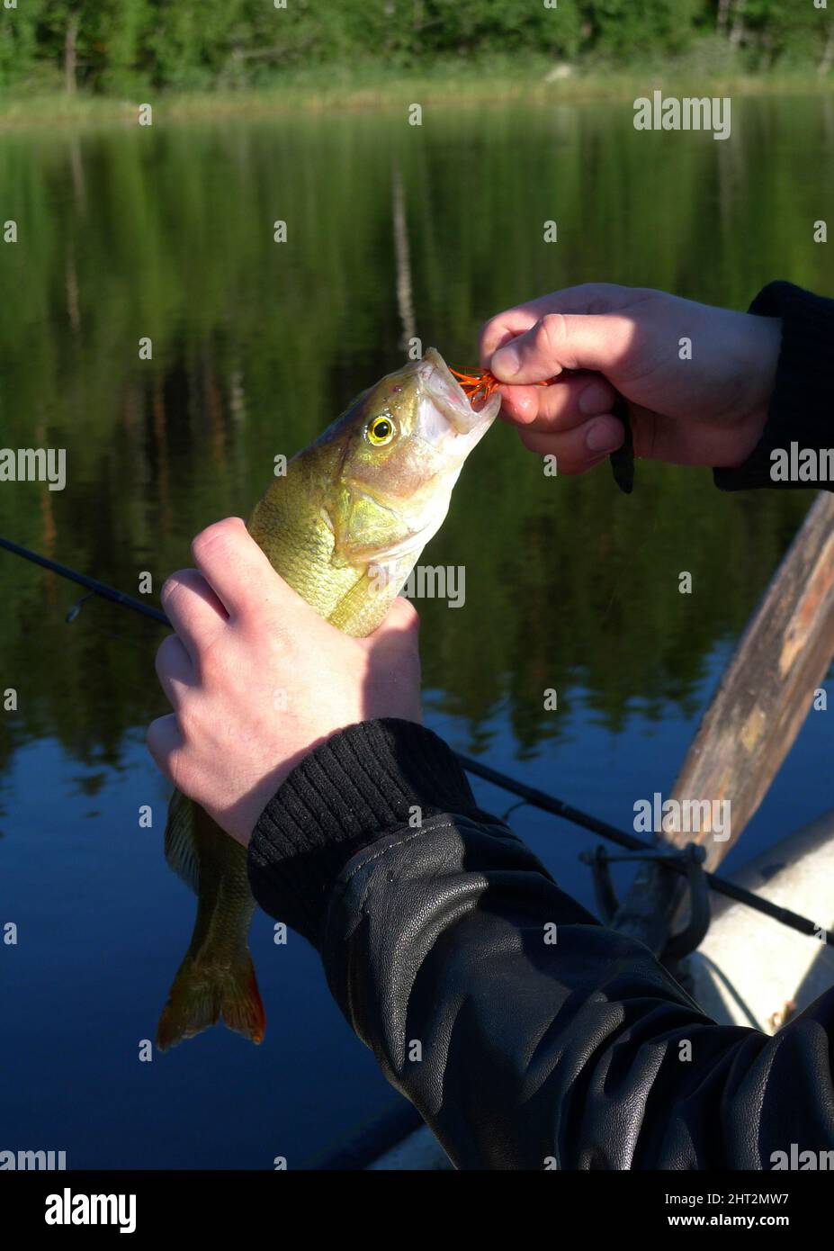 Perch catches hi-res stock photography and images - Alamy