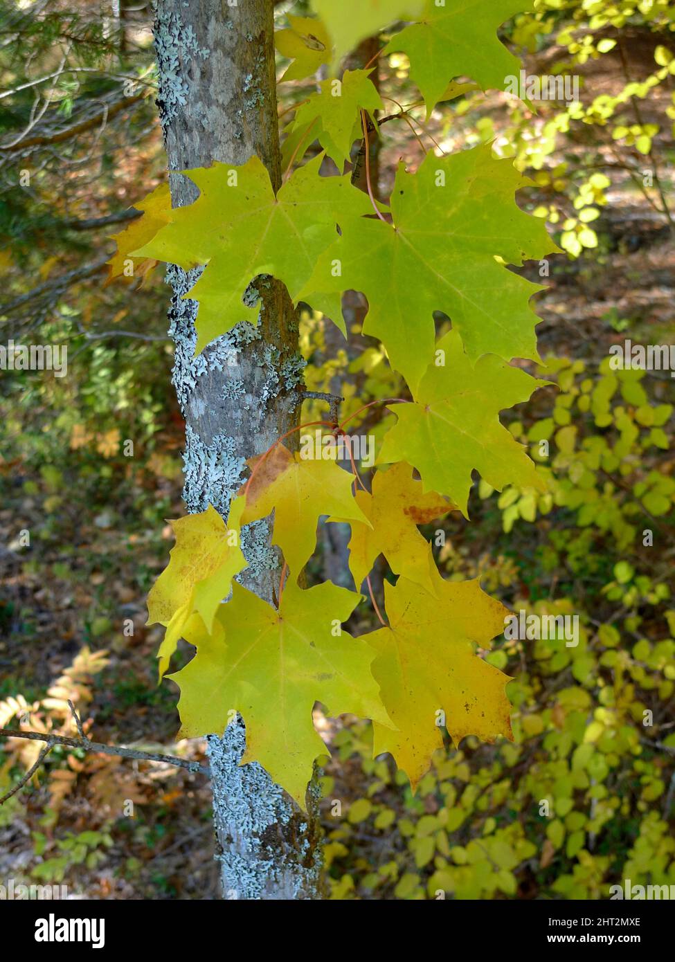 Maples tree hi-res stock photography and images - Alamy