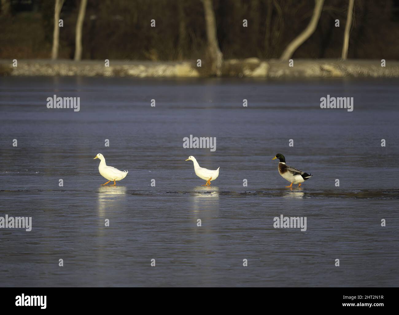 Shallow focus shot of three ducks standing on a shallow water lake on a ...