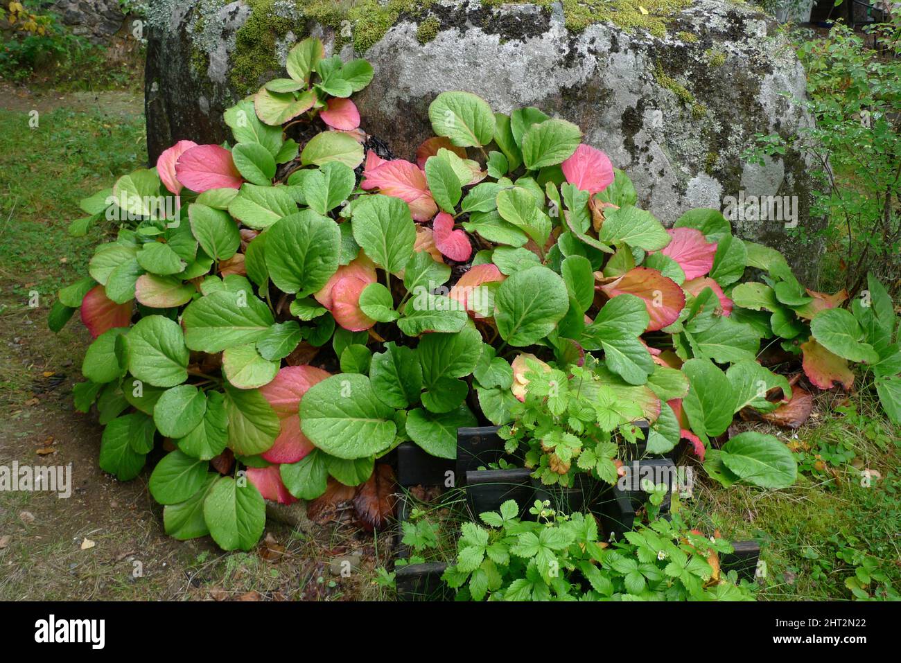 Bergenia leaves hi-res stock photography and images - Alamy