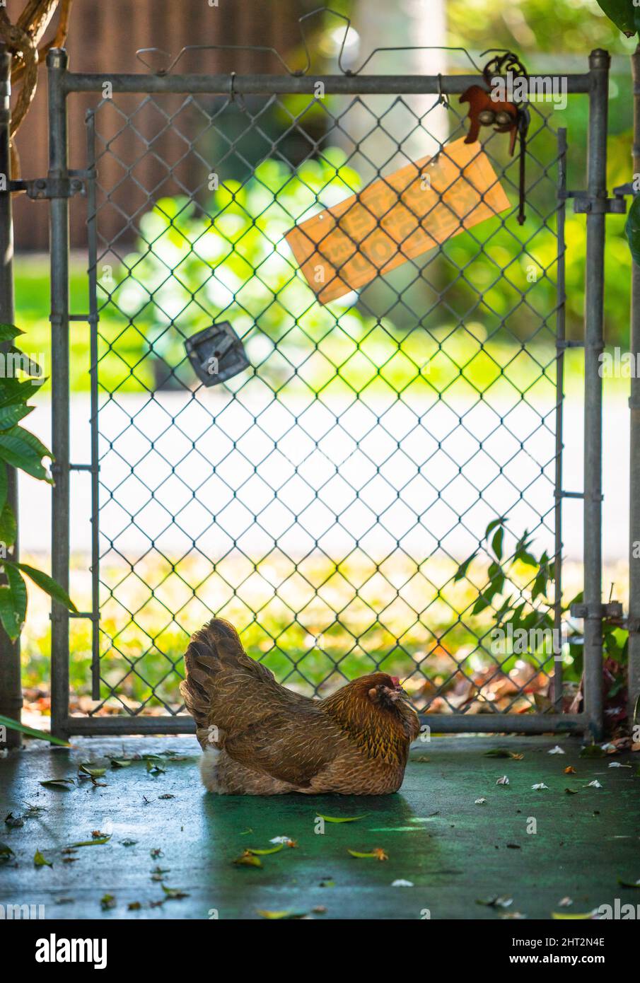 Chickens at gate hi-res stock photography and images - Alamy